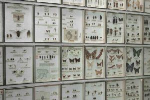 From the Archive: Inspiration from the Bell Pettigrew Museum of Natural ...