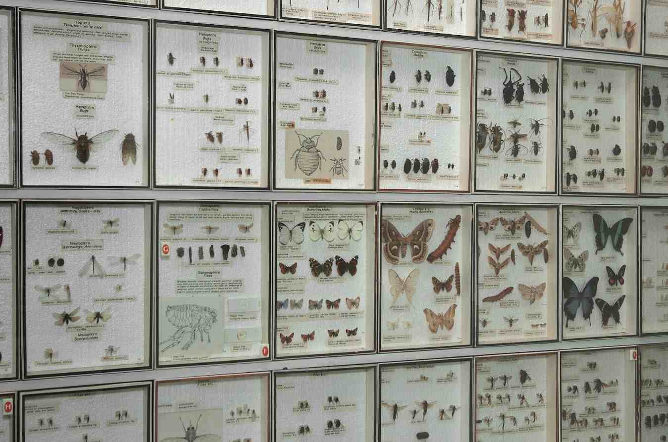 From the Archive: Inspiration from the Bell Pettigrew Museum of Natural ...